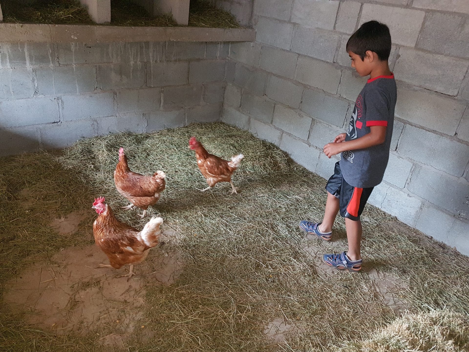 Meet the Chickens at Hacienda Eco-Domes – Hacienda Eco-Domes | Valle de Guadalupe Wine Country